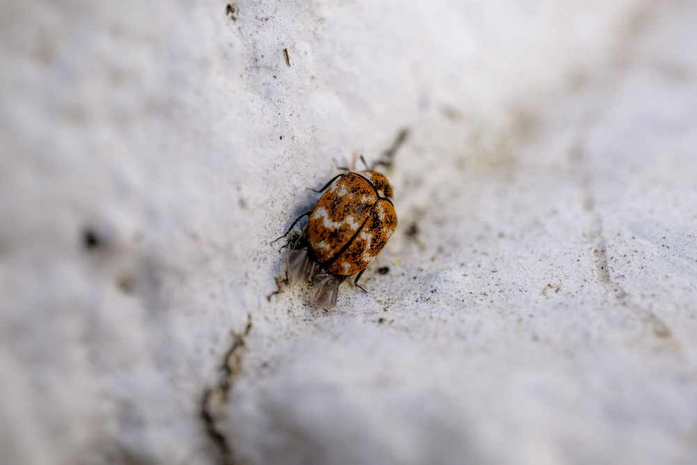 Bed Bug Extermination Process | Step-by-Step Guide
